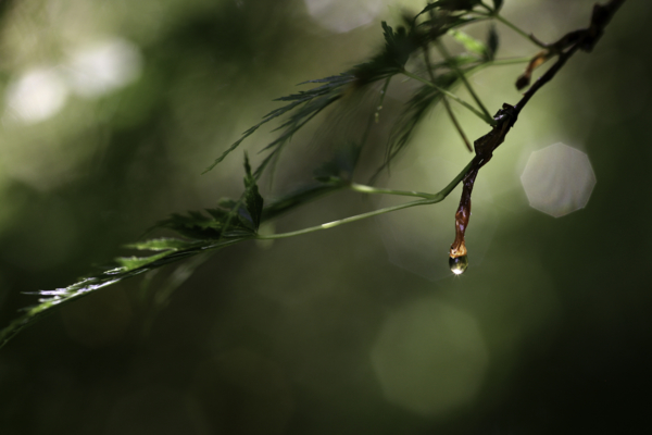 Casey Hanson - Official Website